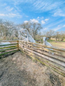George Mead Memorial Stables in Welling