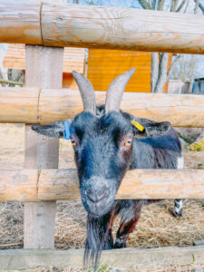George Mead Memorial Stables in Welling