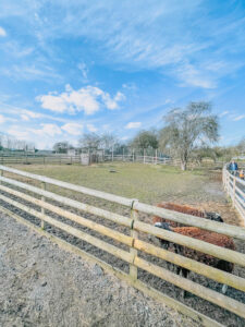 George Mead Memorial Stables in Welling